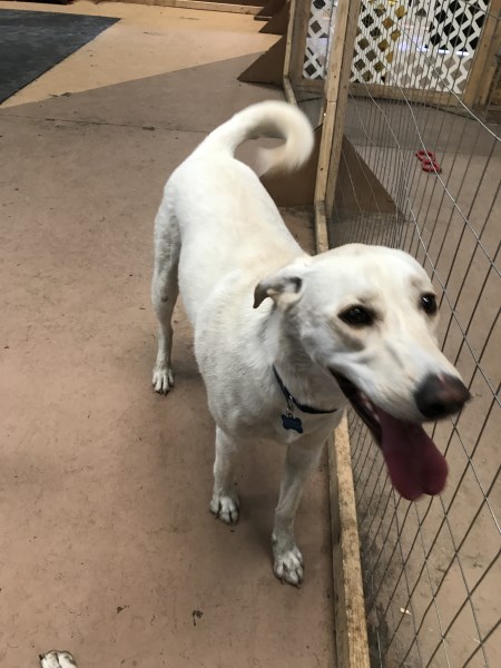 Home - Your Pet Space