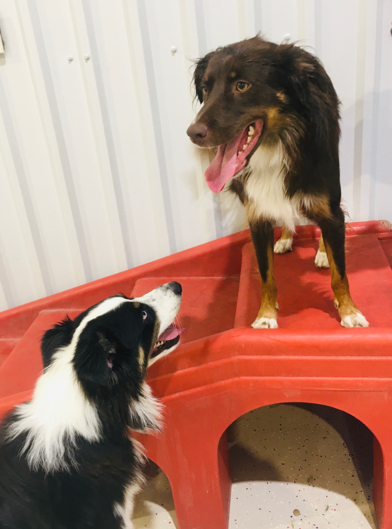 Gallery - Your Pet Space