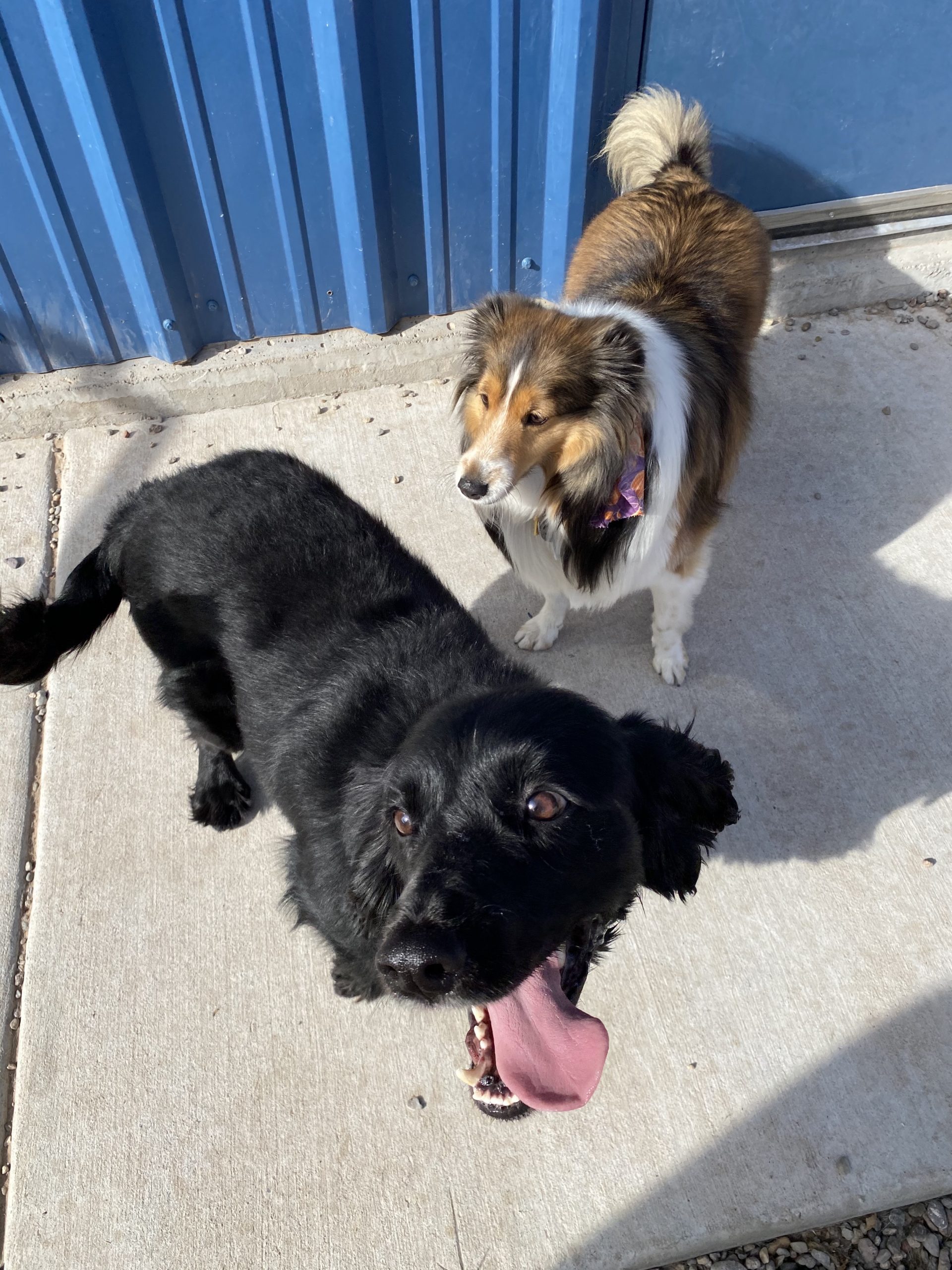 Gallery - Your Pet Space